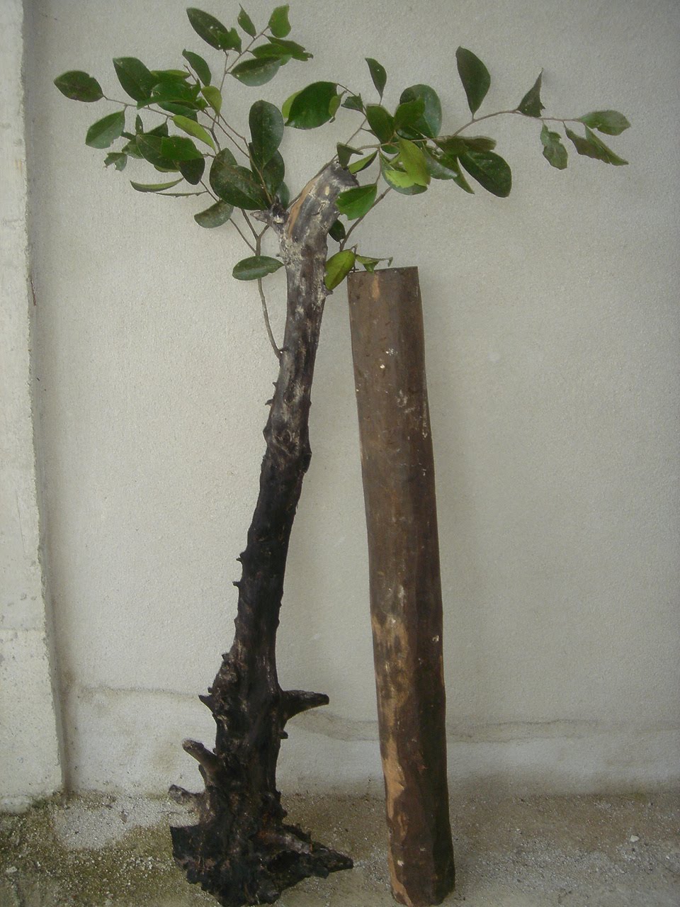 SENI RAHSIA ALAM: Kemuning Hitam