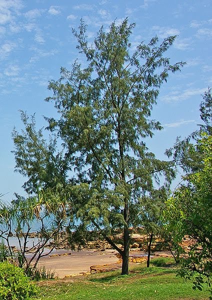 TREES AND PLANTS WITH MEDICINAL VALUE: AGOHO TREE (Cauanrinaceae ...