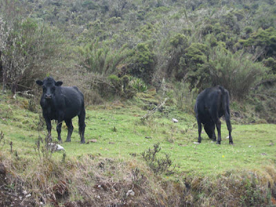 Teatro experimental: Chingaza: parque, represa y agua para los bogotanos