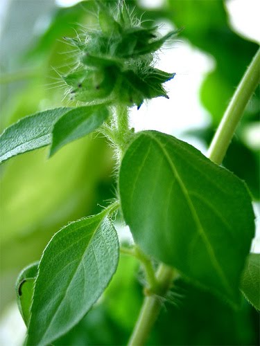 familierecepten: Kemangi