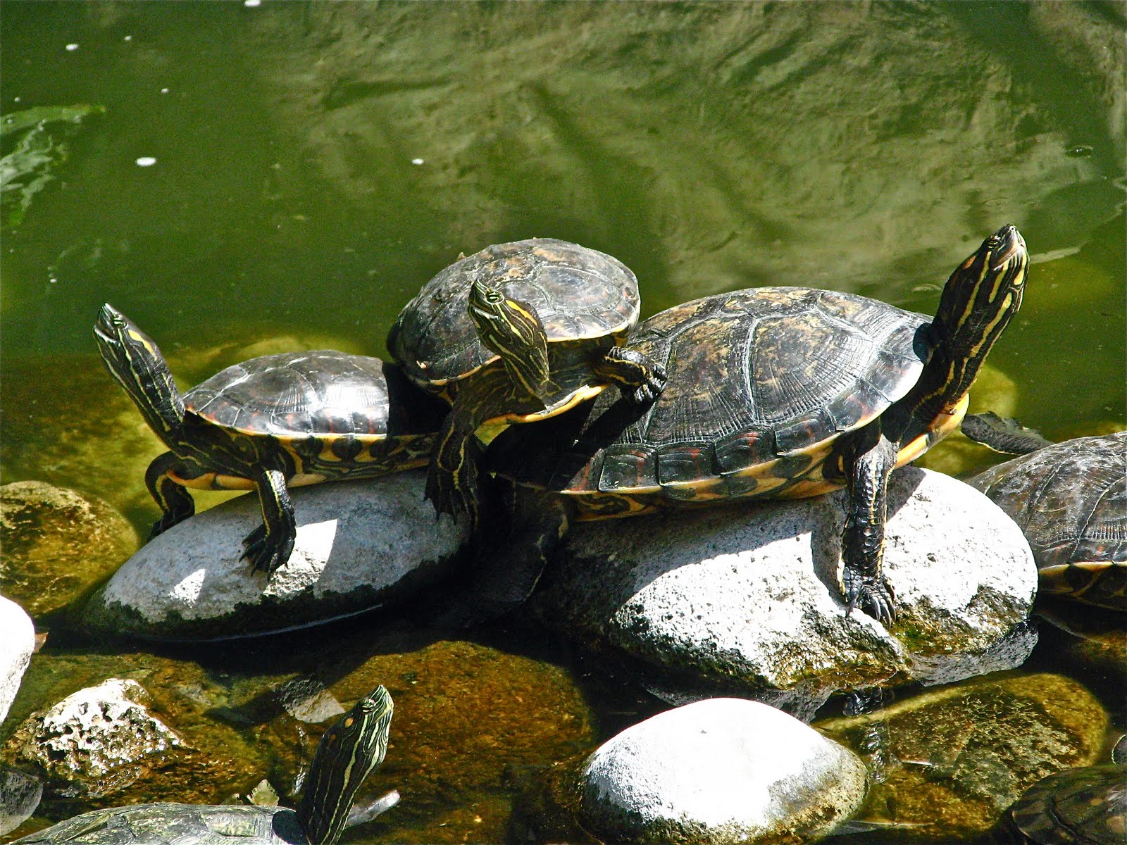 Tamarindo, Costa Rica Daily Photo: Turtles basking in the sun