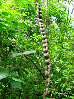 Tamarindo, Costa Rica Daily Photo: Monkey ladder