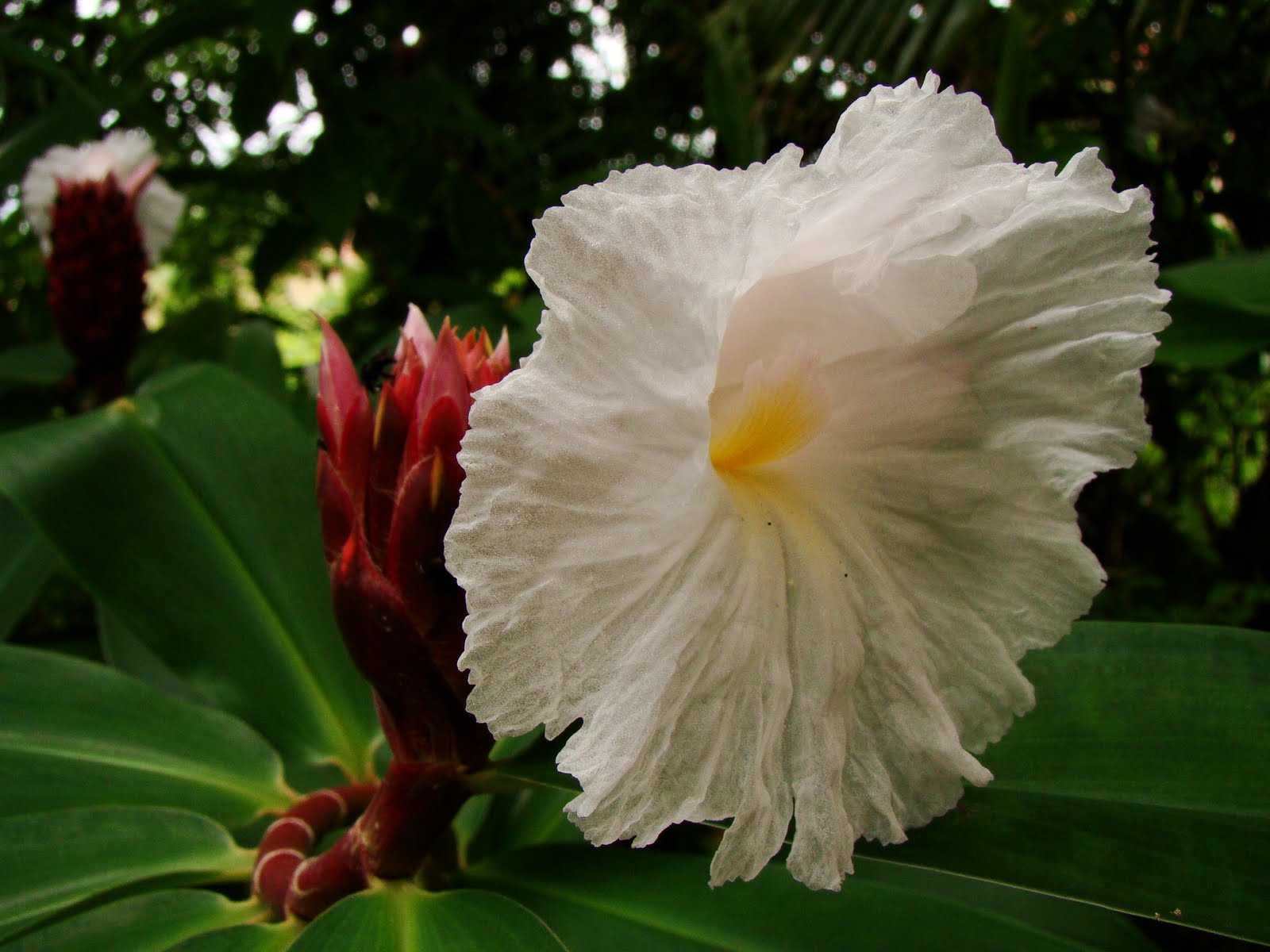 Tamarindo, Costa Rica Daily Photo: Wild ginger flower