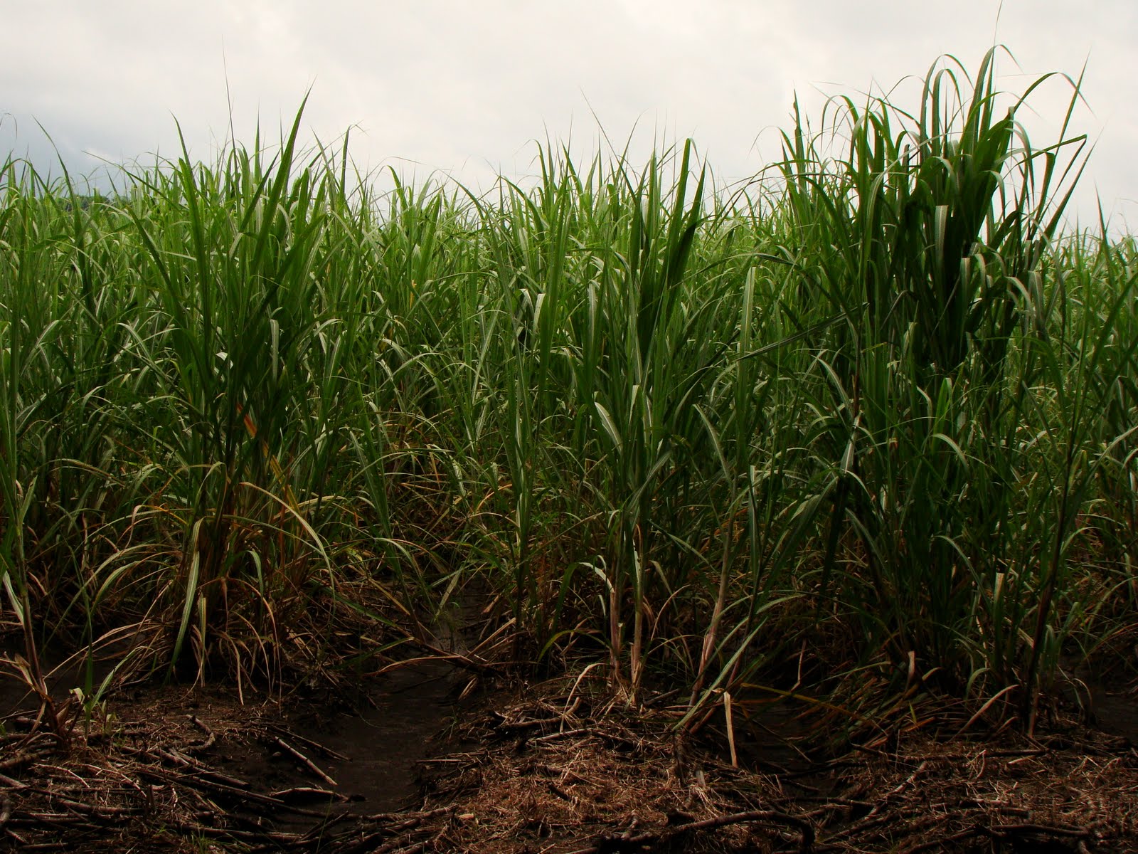 Sugar Farm Costa Rica