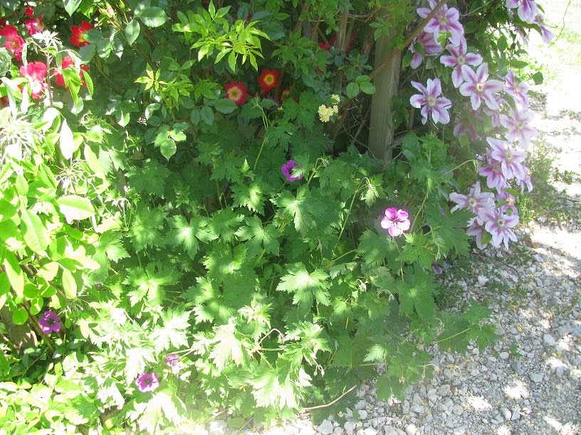 Le Jardin de Vérone: Géranium ' Sandrine