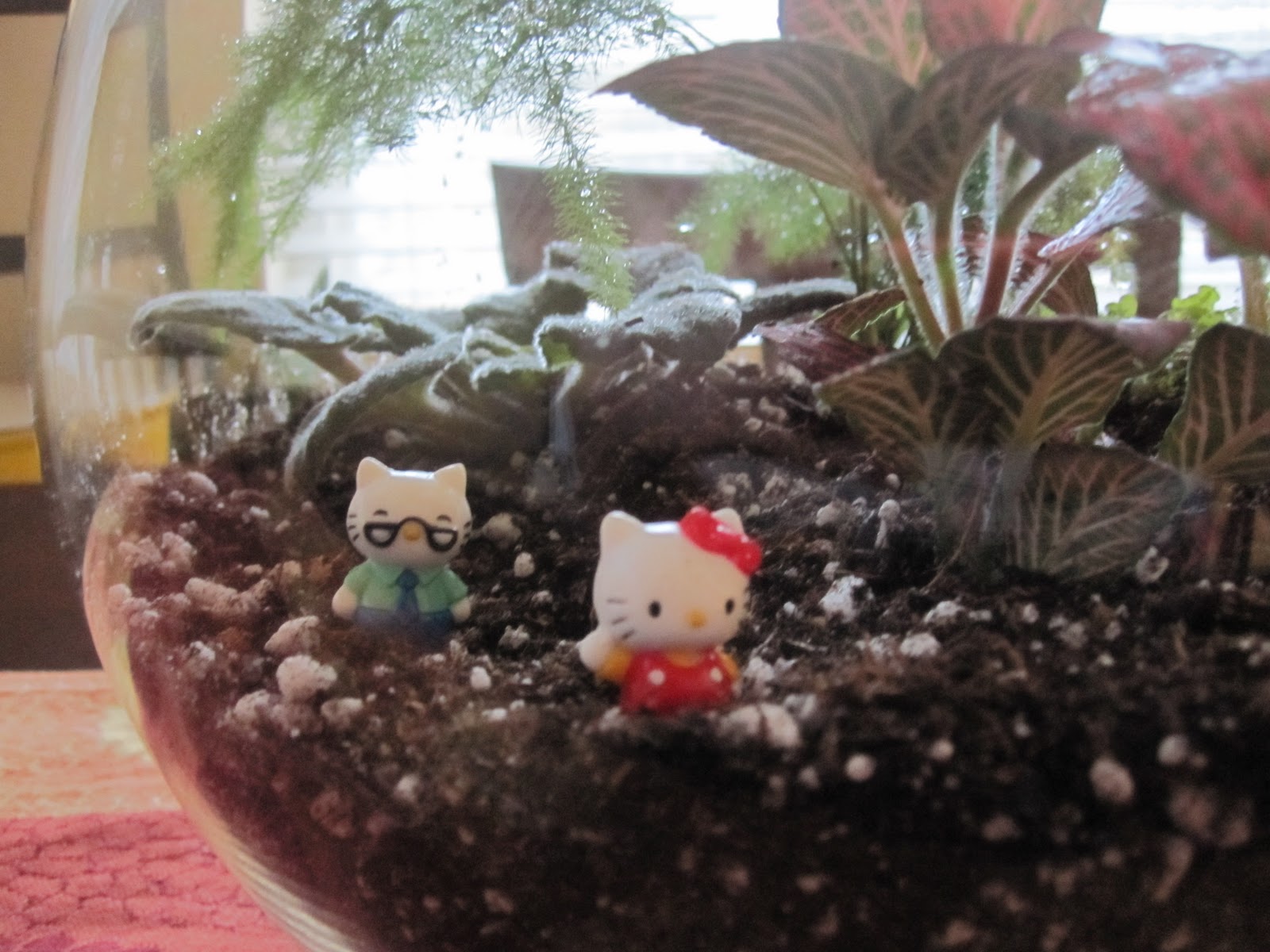 Gracefully Dezigns: Mixed Terrarium