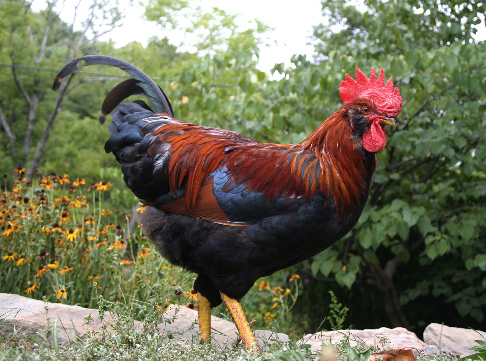 Inside My Secret Garden...Day-to-Day Living at Cairnwood Cottage ...