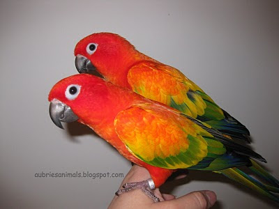 Mango! : r/parrots