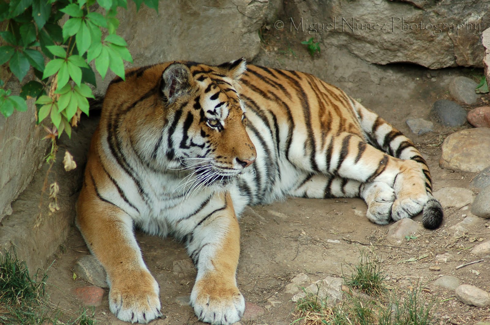 Miguel Nuñez Photography: Mammals - Omaha Zoo (#2)