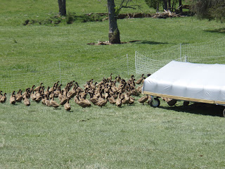 J & L GREEN FARM: Pastured Ducks