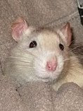 Remembering Alge..: About Algernon Rat