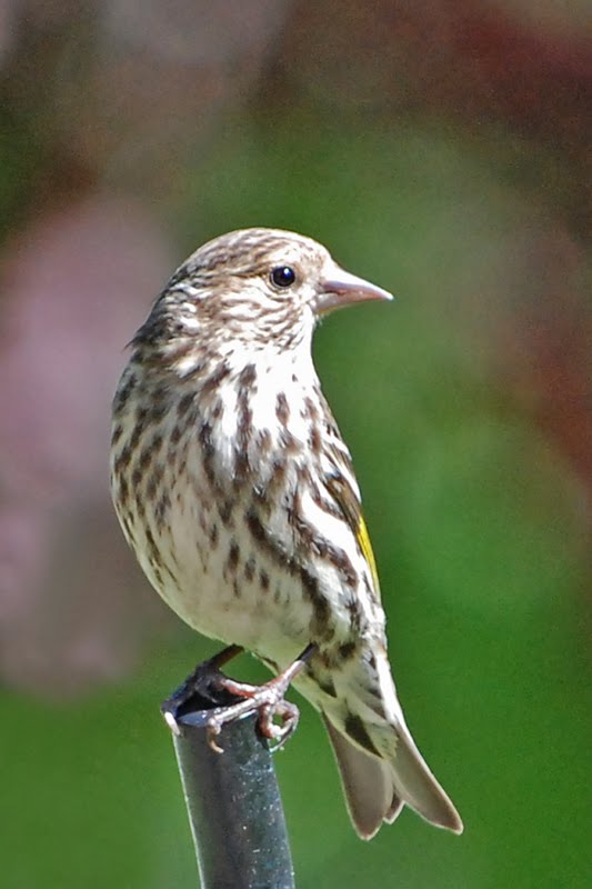 Mudbay BirdHouse: Pine Siskin