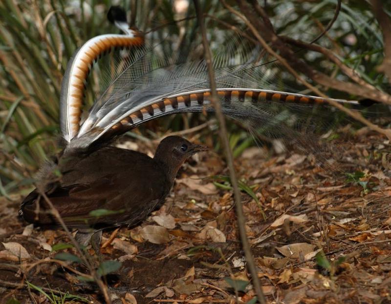 MudBay World Wonders: The Superb Lyrebird