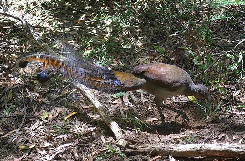 MudBay World Wonders: The Superb Lyrebird