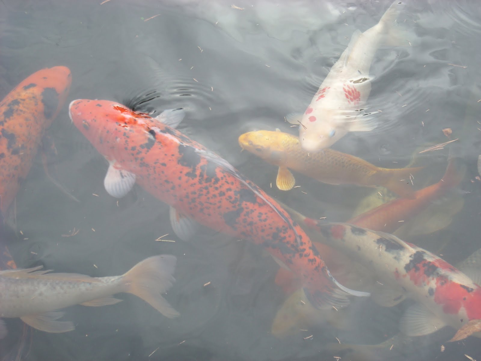 MudBay Musings: Oh Boy - Koi