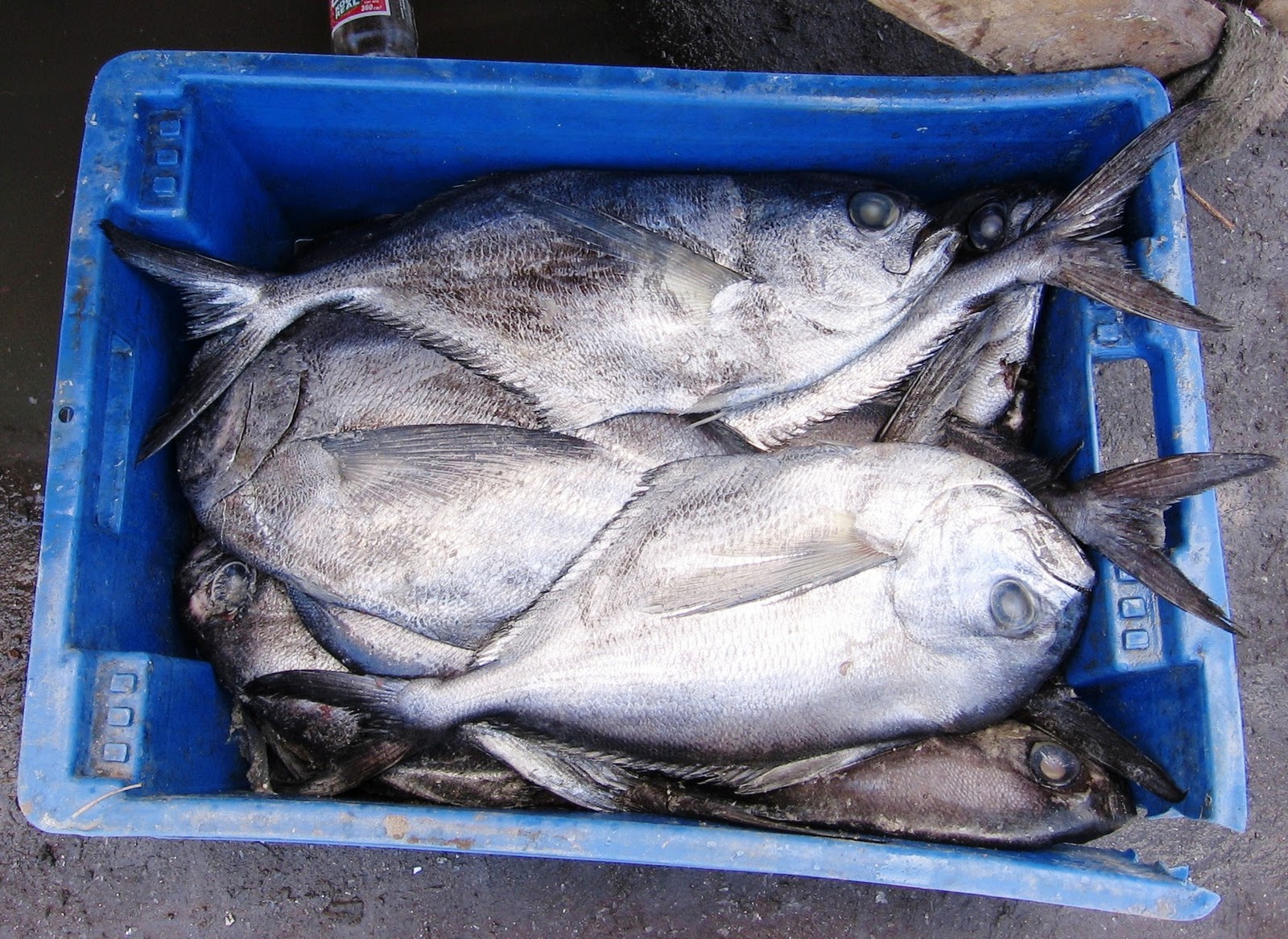 Eating Chilean: Eating Chilean Fish