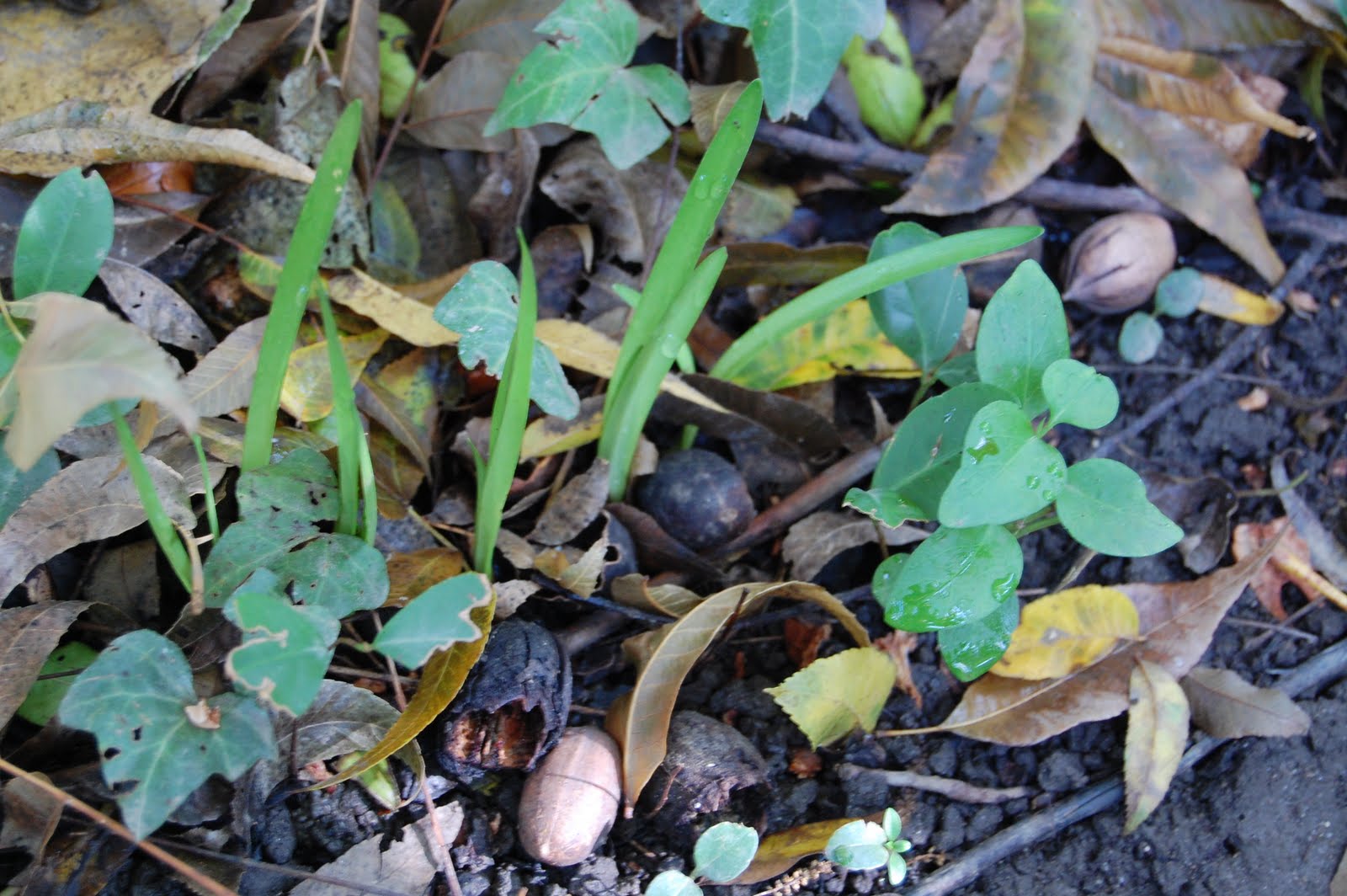 A Homegrown Life: Gratitude: Harvesting pecans, and a little lesson ...