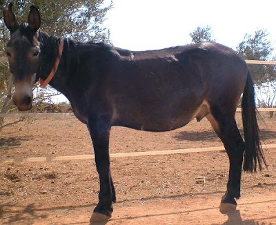 ¿Qué diferencia hay entre un asno, un burro y una mula? | Blog del blog