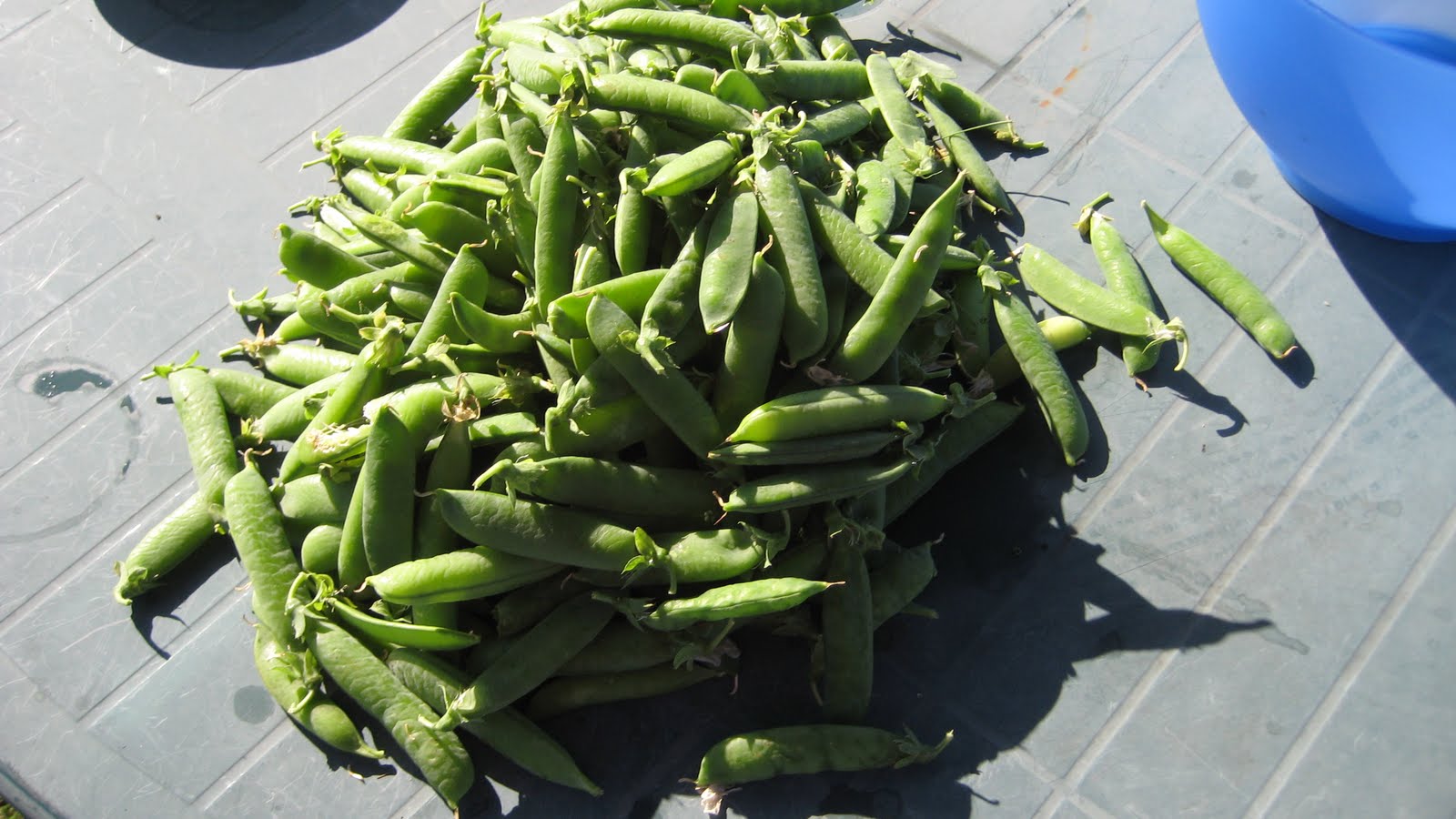 The Yarnability: Peas and Green Manure