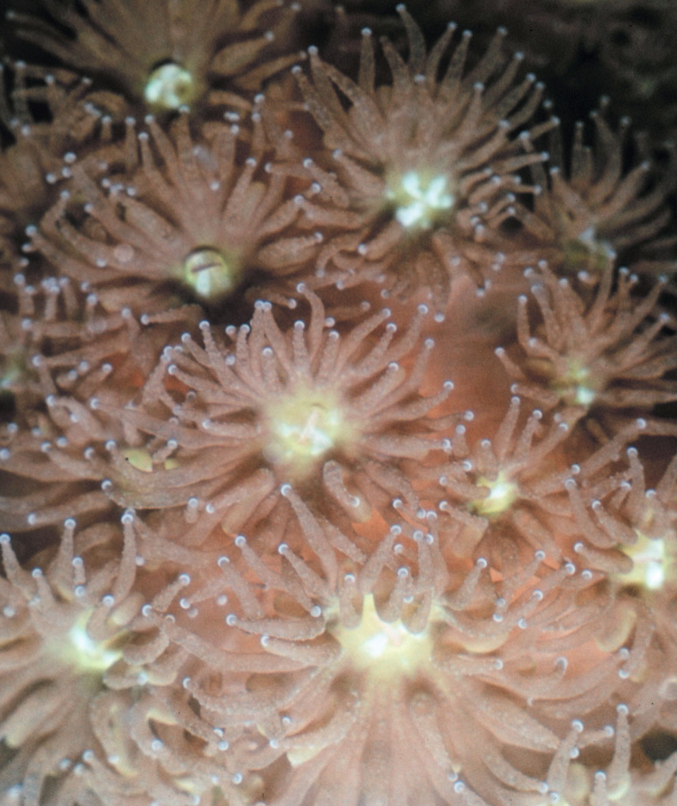 2W Coral Reef Animals: Coral Polyps By Rashad
