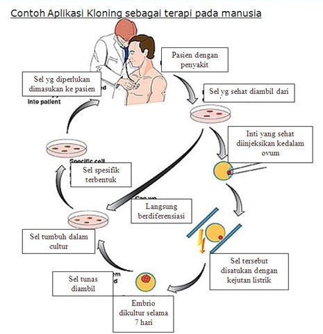 Inspirasi Terpopuler Contoh Rekayasa Genetika Dalam Bidang Pangan ...