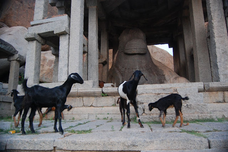 Animals on the Road: Goats at the Temple