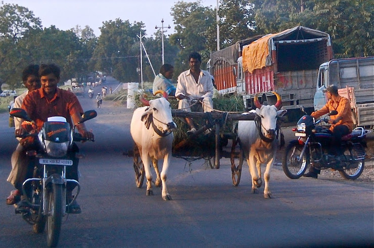 Animals on the Road: Cow Carriage
