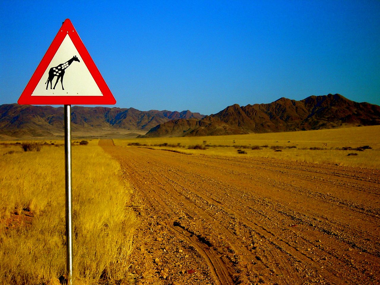 Animals on the Road: Be Aware of Giraffes on the Road!