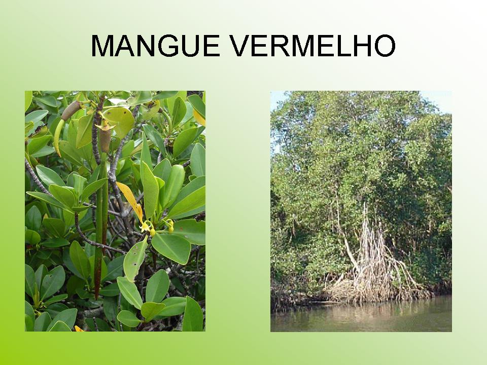 Projeto Vivenciando o Manguezal: Mais informações sobre manguezal