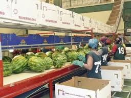 ING.AGRONOMOS DEL CENTRO MAYA GENERACION 2010-2014: SANDIA