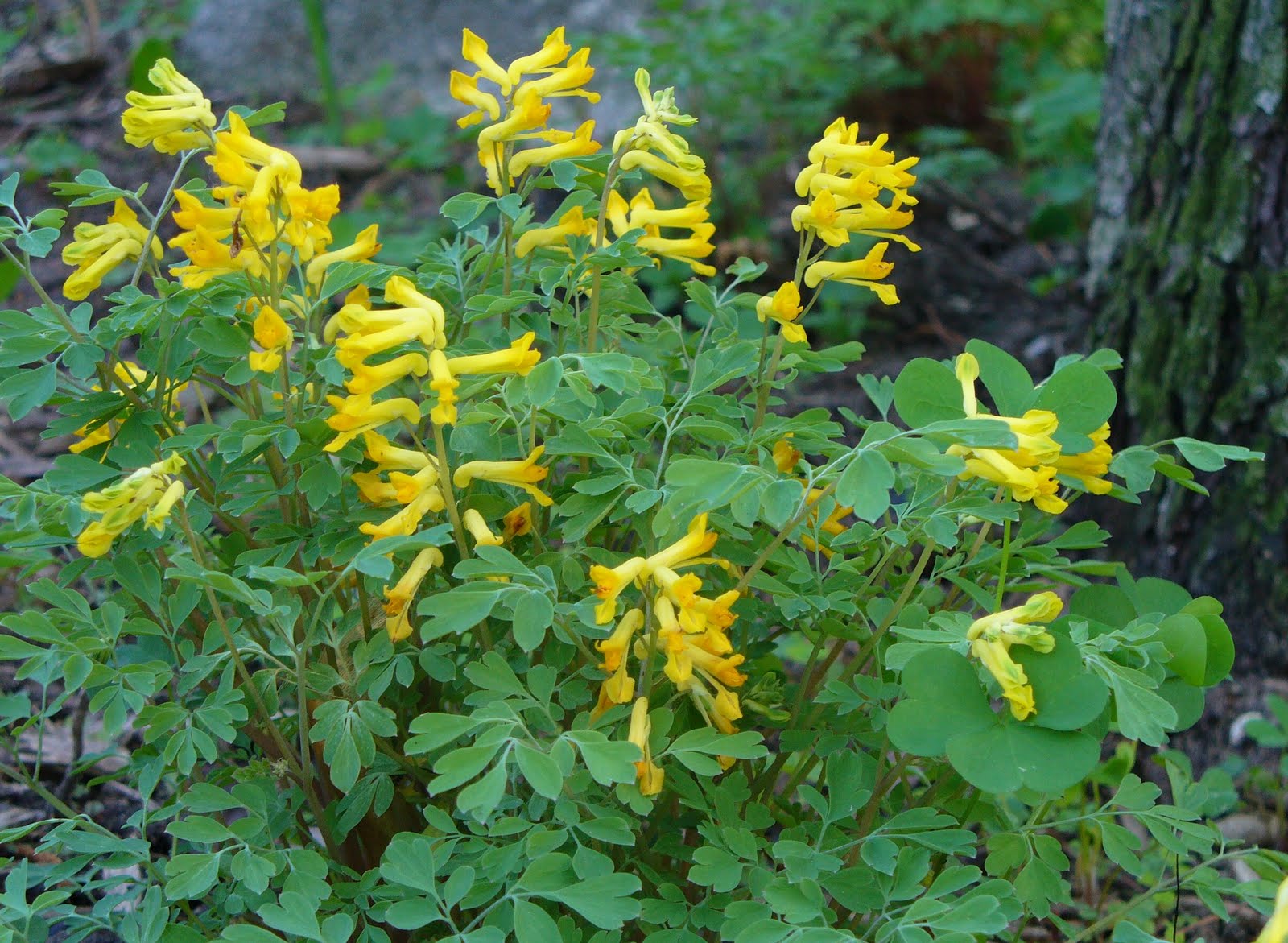 Barb's Beautiful Blooms: Corydalis Lutea