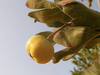 Biodiversidad agropecuaria del Sureste: Acerolo blanco (Crataegus azarolus)