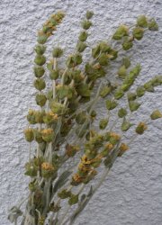 Griechenland erleben: Kräutertees - Bergtee, Flamouri (Lindenblütentee ...