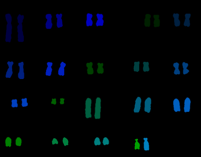 DIP4FISH: Pig (Sus domesticus) karyotype: DAPI and labels