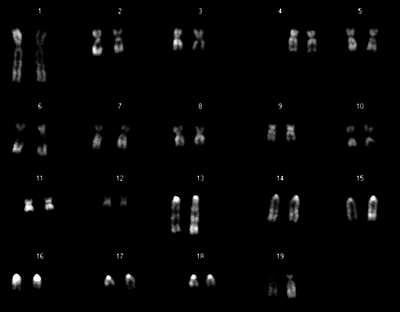 DIP4FISH: Pig (Sus domesticus) karyotype: DAPI and labels