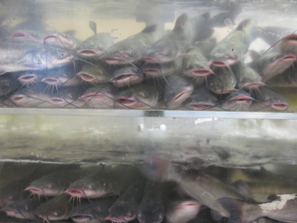 Durango Texas: Catfish Hunting At Cho Saigon Market In Arlington's ...