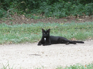 Durango Texas: Mark Twain, A Black Panther, Kay Granger, Trout Fishing ...