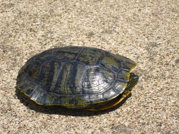 Durango Texas: Walking Fosdic Lake With Tootsie Tonasket & Baby Turtles