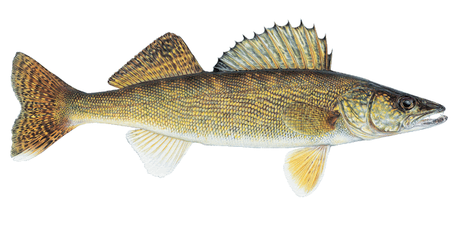 Fishing Facts: Interesting Facts about Walleye | Fishing Tackle & Stuff