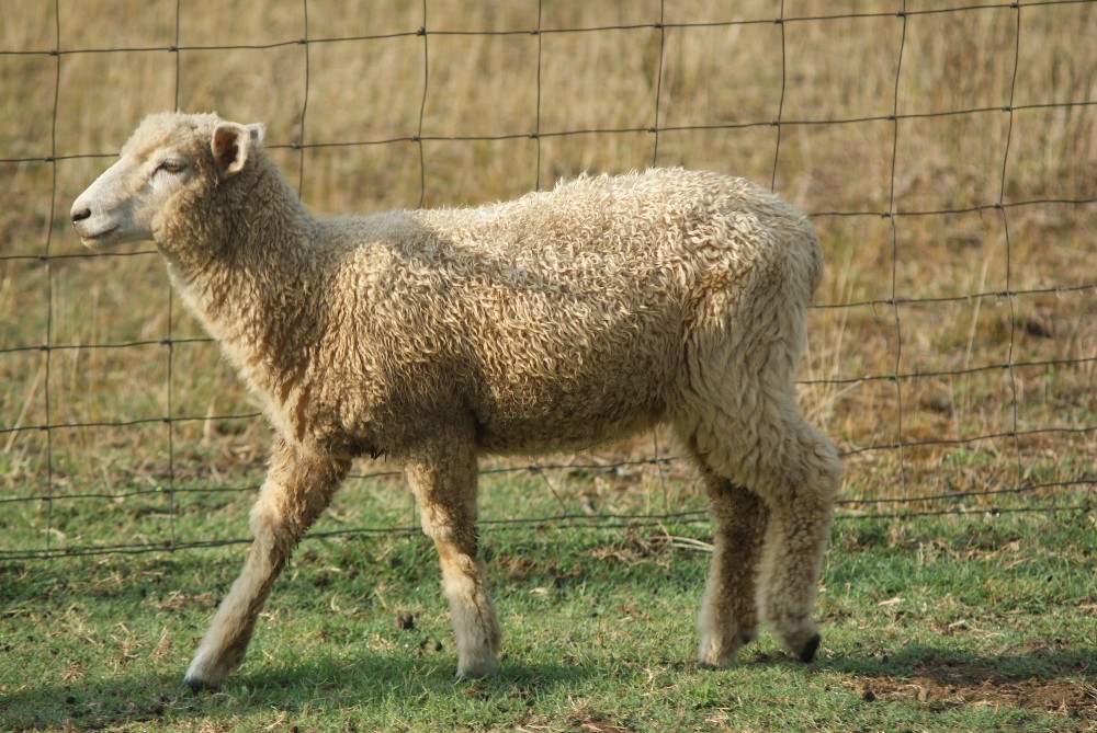 Diamond B Sheep Farm: Sarah's Sheep Farm Fiber Herd Ewes