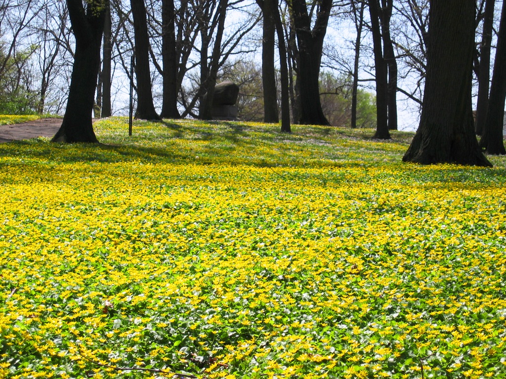 Outdoor Indiana: Flowers at Camp Robinson in Indianapolis