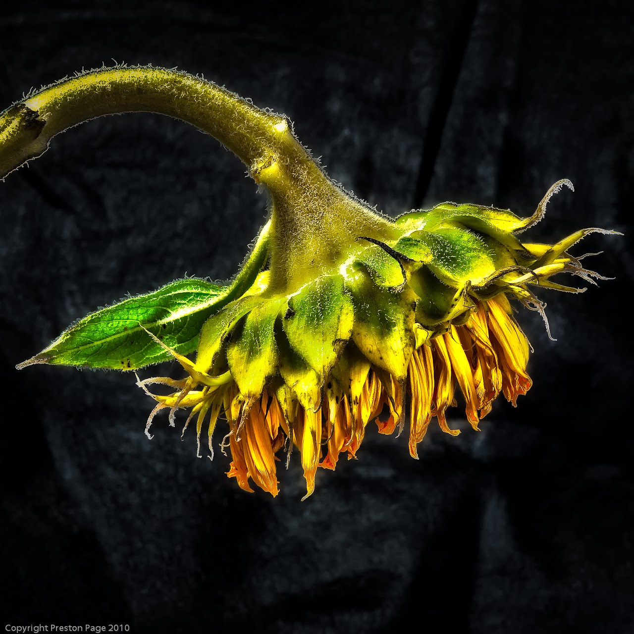 Scenes of St. Louis: Dying Sunflower #10 HDR