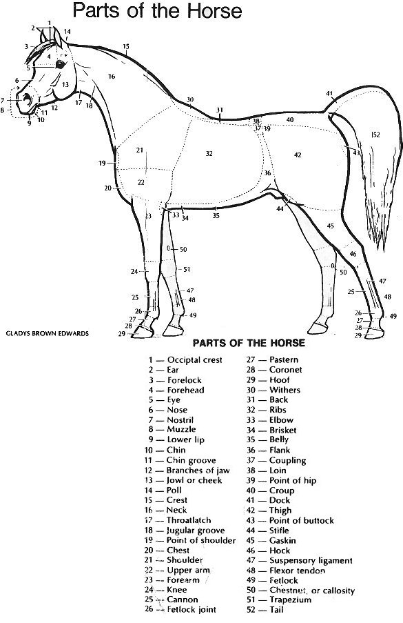 All about horses: Body Parts of the horse!!