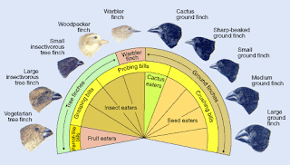 Blog-O'-Questions: Adventures in Science Teaching and Learning: Darwin ...