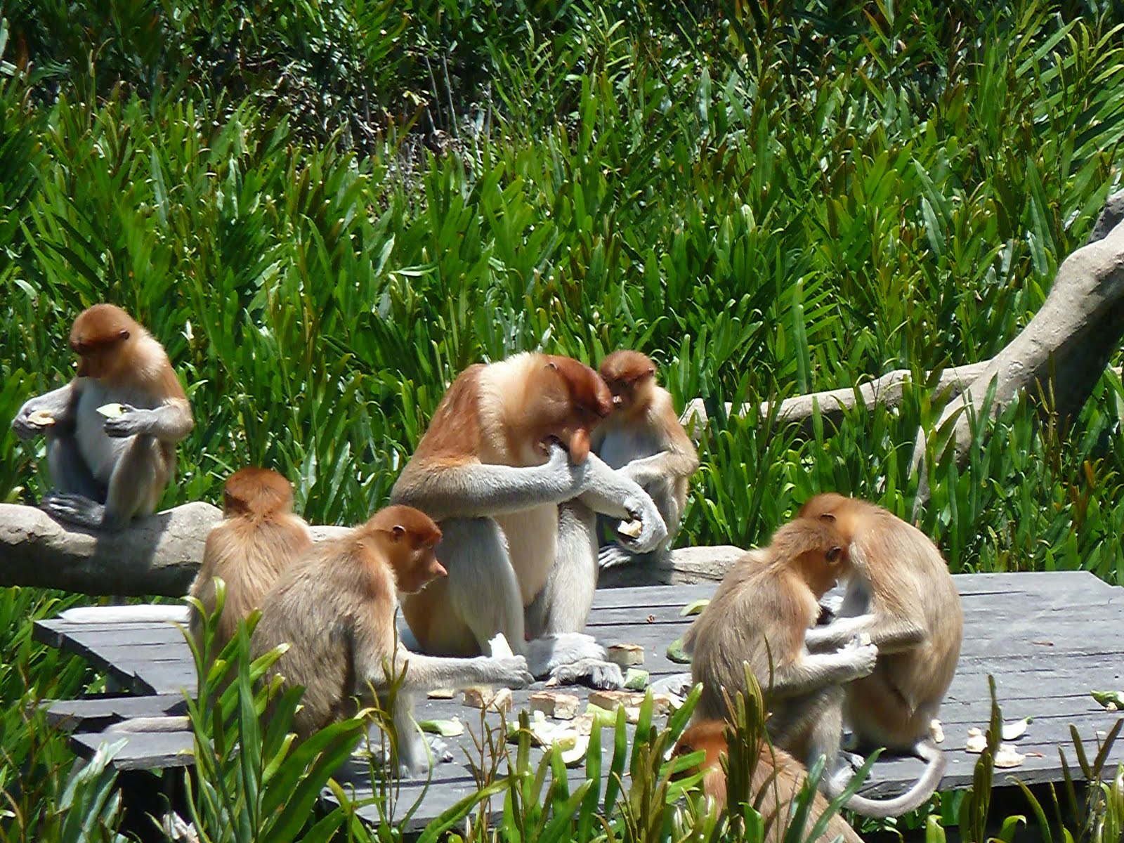 Much Ado About Us: Proboscis Monkey Sanctuary, Borneo