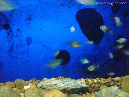Thenmala Ecotourism - Matsyafed Aquarium | Shai blogs!
