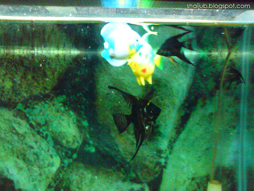 Thenmala Ecotourism - Matsyafed Aquarium | Shai blogs!