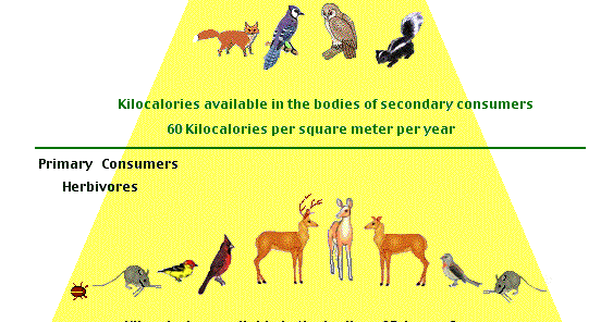 Temperate Deciduous Forest Energy Pyramid