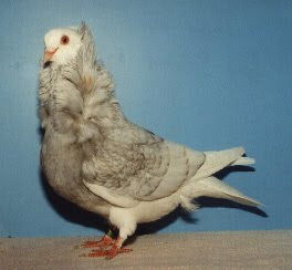 Old Dutch Capuchine Pigeon Pictures ~ ENCYCLOPEDIA OF PIGEON BREEDS