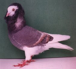 Old Dutch Capuchine Pigeon Pictures ~ ENCYCLOPEDIA OF PIGEON BREEDS